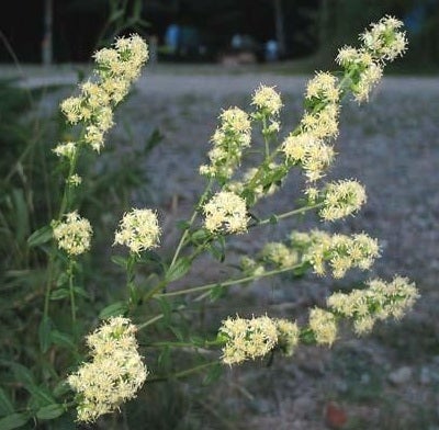 Solidago bicolor - Silverrod, White Goldenrod | East Coast Natives