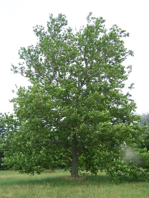 Platanus occidentalis - American Sycamore | East Coast Natives