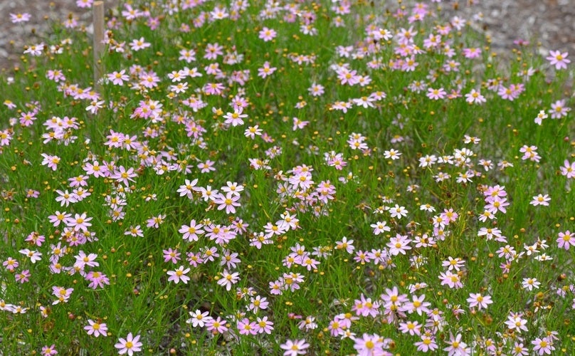 Coreopsis rosea - Pink Tickseed | East Coast Natives
