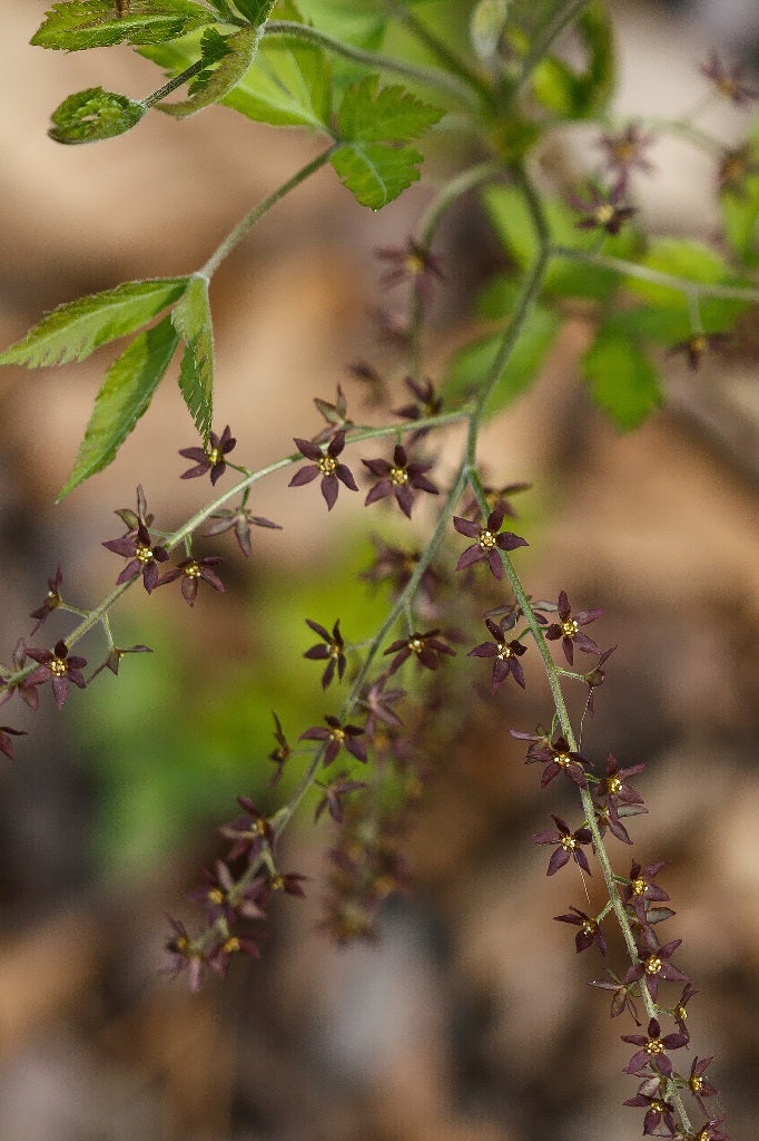 Xanthorhiza simplicissima - Yellow Root | East Coast Natives