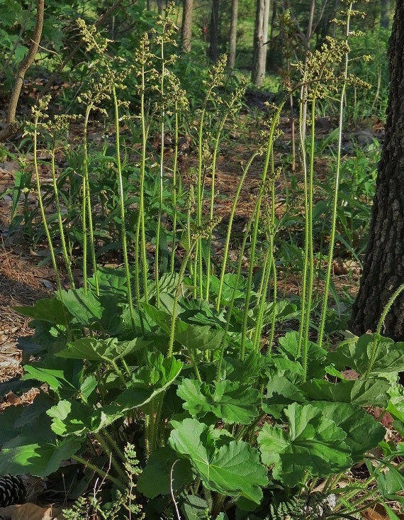 Heuchera americana - American Alumroot | East Coast Natives
