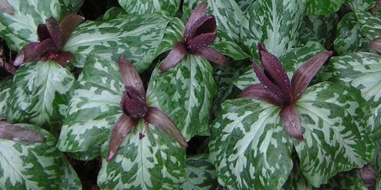 Trillium sessile - Red Toad Trillium | East Coast Natives