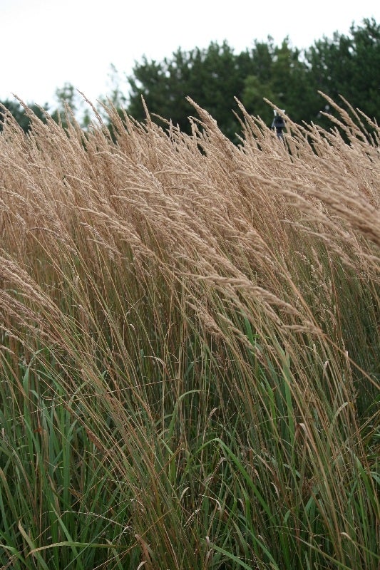 Calamagrostis canadensis - Bluejoint Grass | East Coast Natives